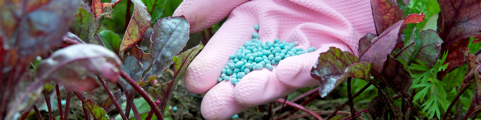 Cultivating Success: The Potential of Fertilizer Enzymes - Certrust